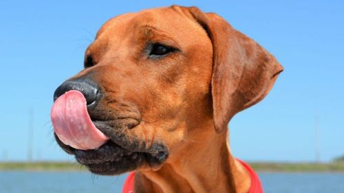 All AKC Events | AKC TV