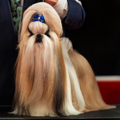 All AKC Events | AKC TV