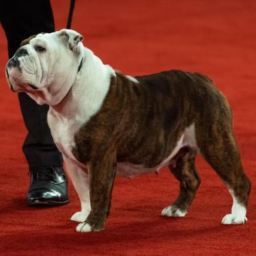 All AKC Events | AKC TV