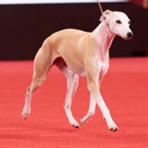 All AKC Events | AKC TV