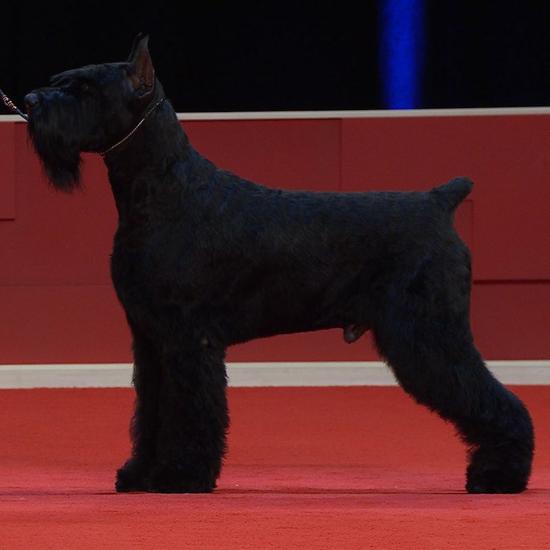 All AKC Events | AKC TV