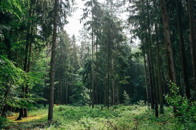 Improved Forest Management