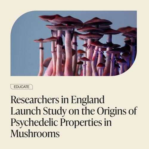 Magic Mushroom Dosage 101