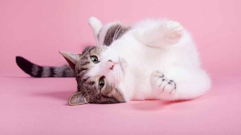 Posiciones de Gatos: Qué Significa Cada Una | Cacttus