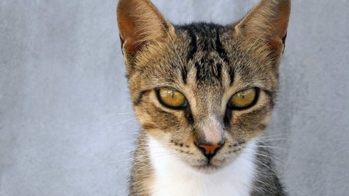 Gato Romano: Todo Sobre Esta Raza | Cacttus