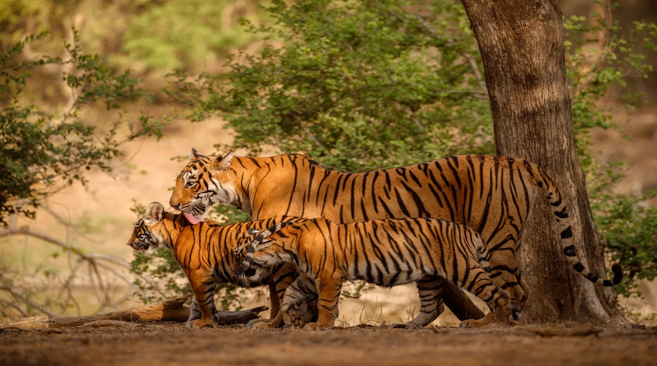 Traditional Indian Art and Wildlife: Exploring Flora and Fauna Through ...