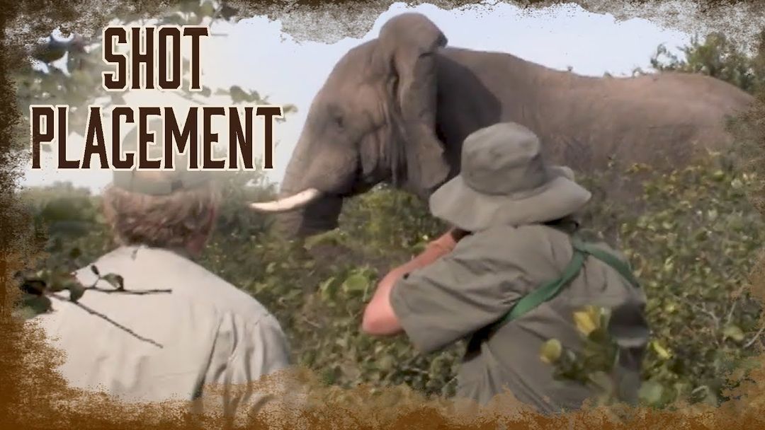 How to hunt African Elephants