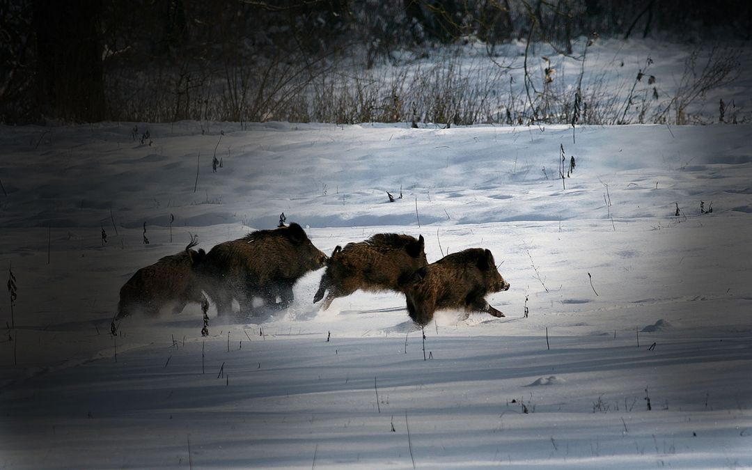 Hunting in Germany with Craig Boddington
