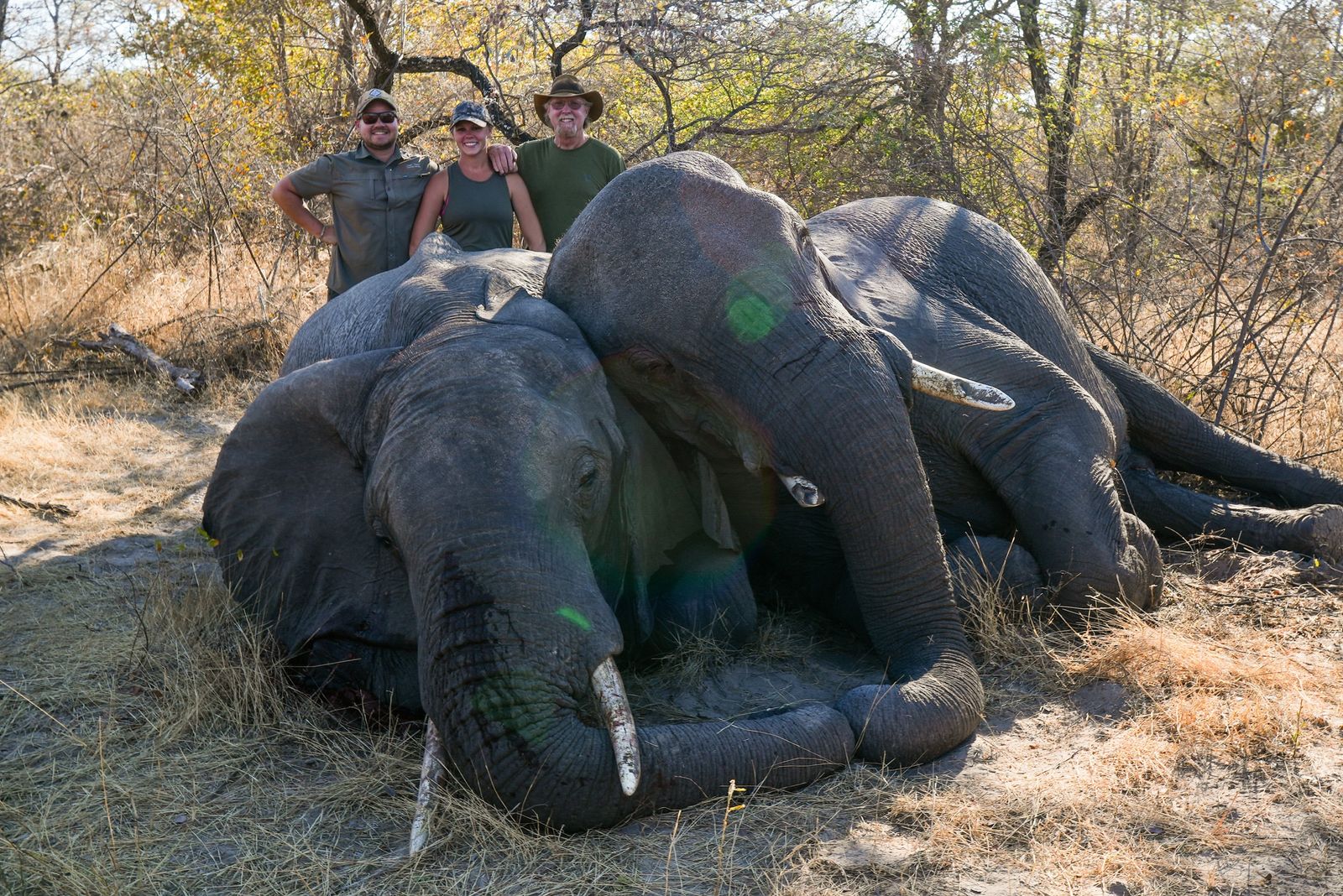 Cape Buffalo - Book an Endorsed Hunt