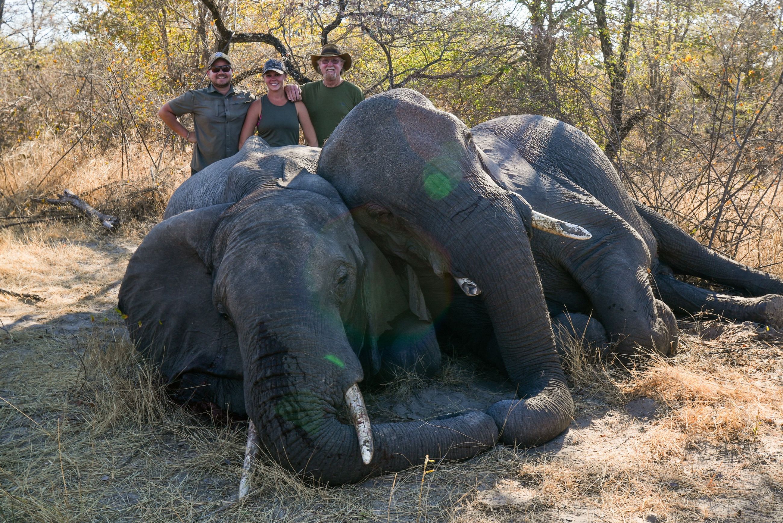 Cape Buffalo - Book an Endorsed Hunt