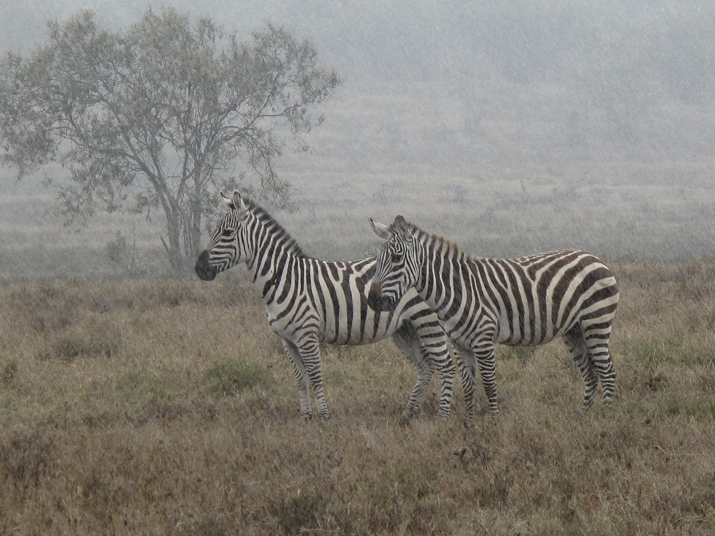 Winter in Africa: Going on Safari During the Wet Season | SAFARI.COM