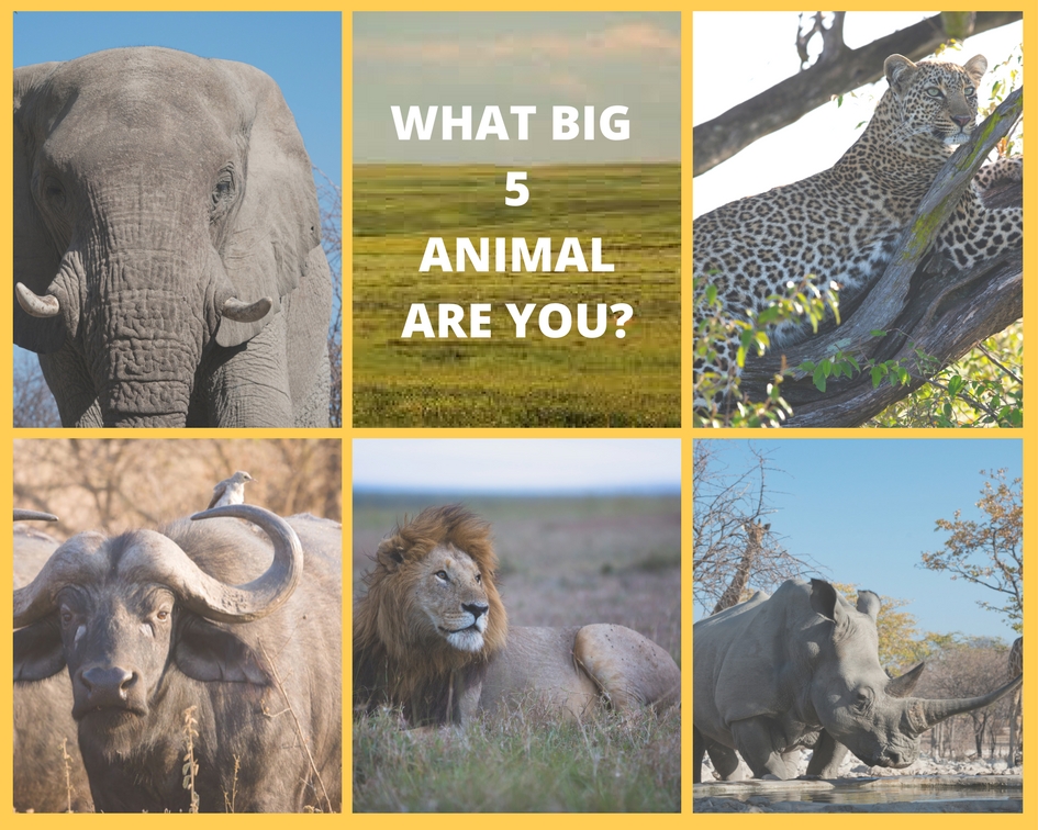 What Big Five Animal are You? | SAFARI.COM