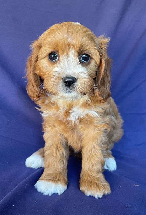 Cape Cavoodles WA - Perth Breeders of F1 Cavoodles
