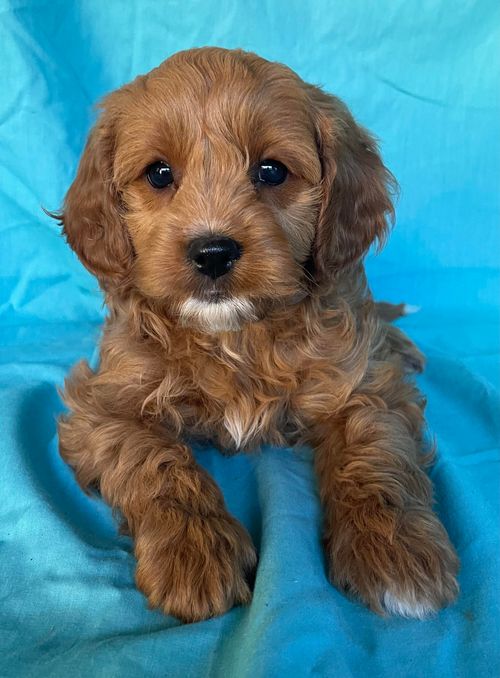 Cape Cavoodles WA - Perth Breeders of F1 Cavoodles