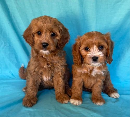 Cape Cavoodles WA - Perth Breeders of F1 Cavoodles