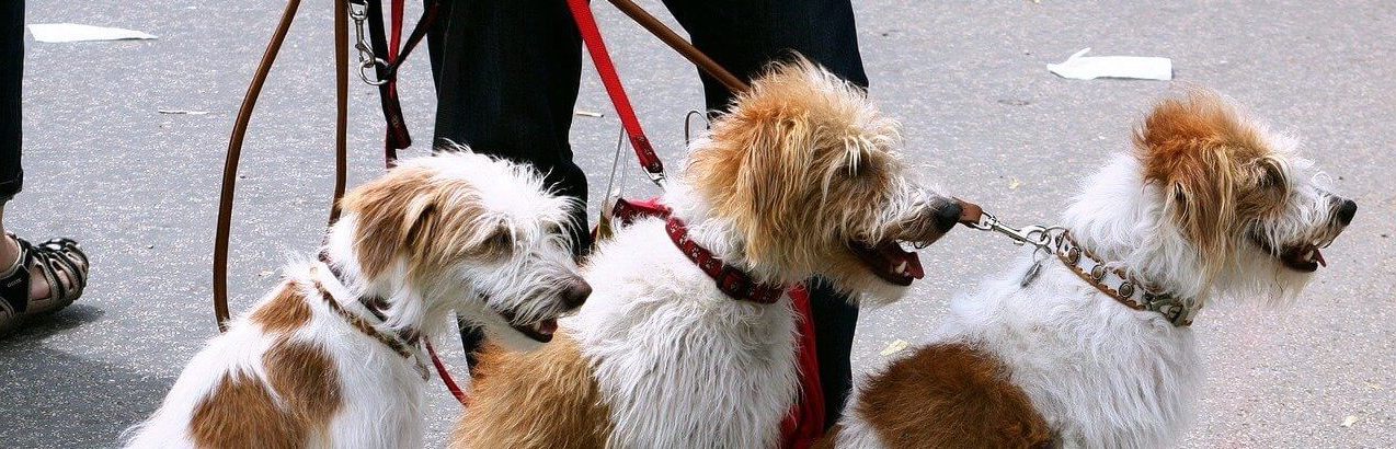 Rover 1099 Taxes: How To Avoid Penalties & Save Money