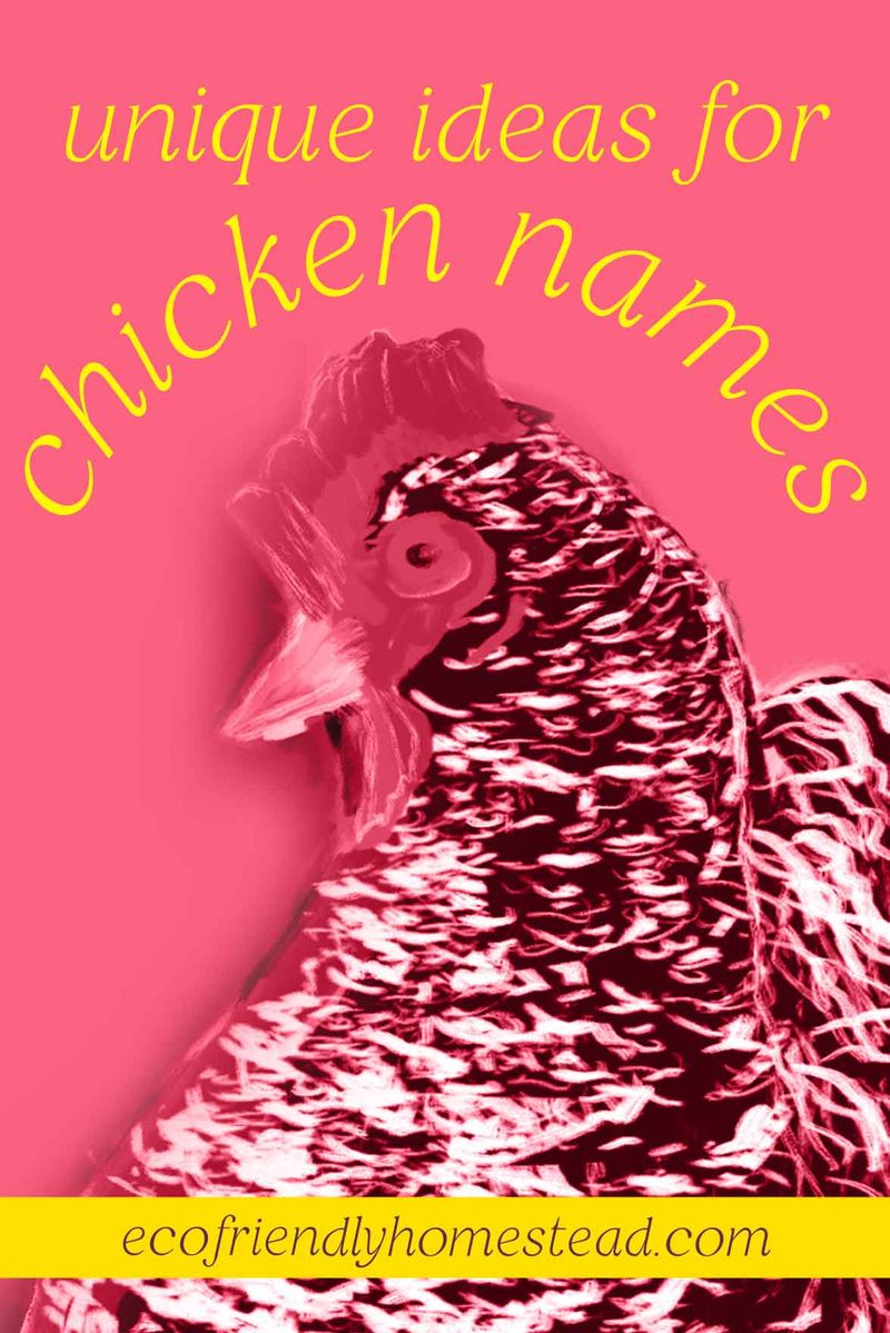 Need a name for chickens? Delightful hen + rooster name ideas