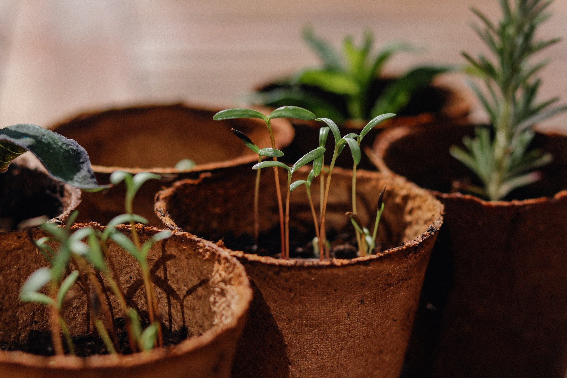 33 Organic Heirloom Vegetable Seed Companies: Shop Small