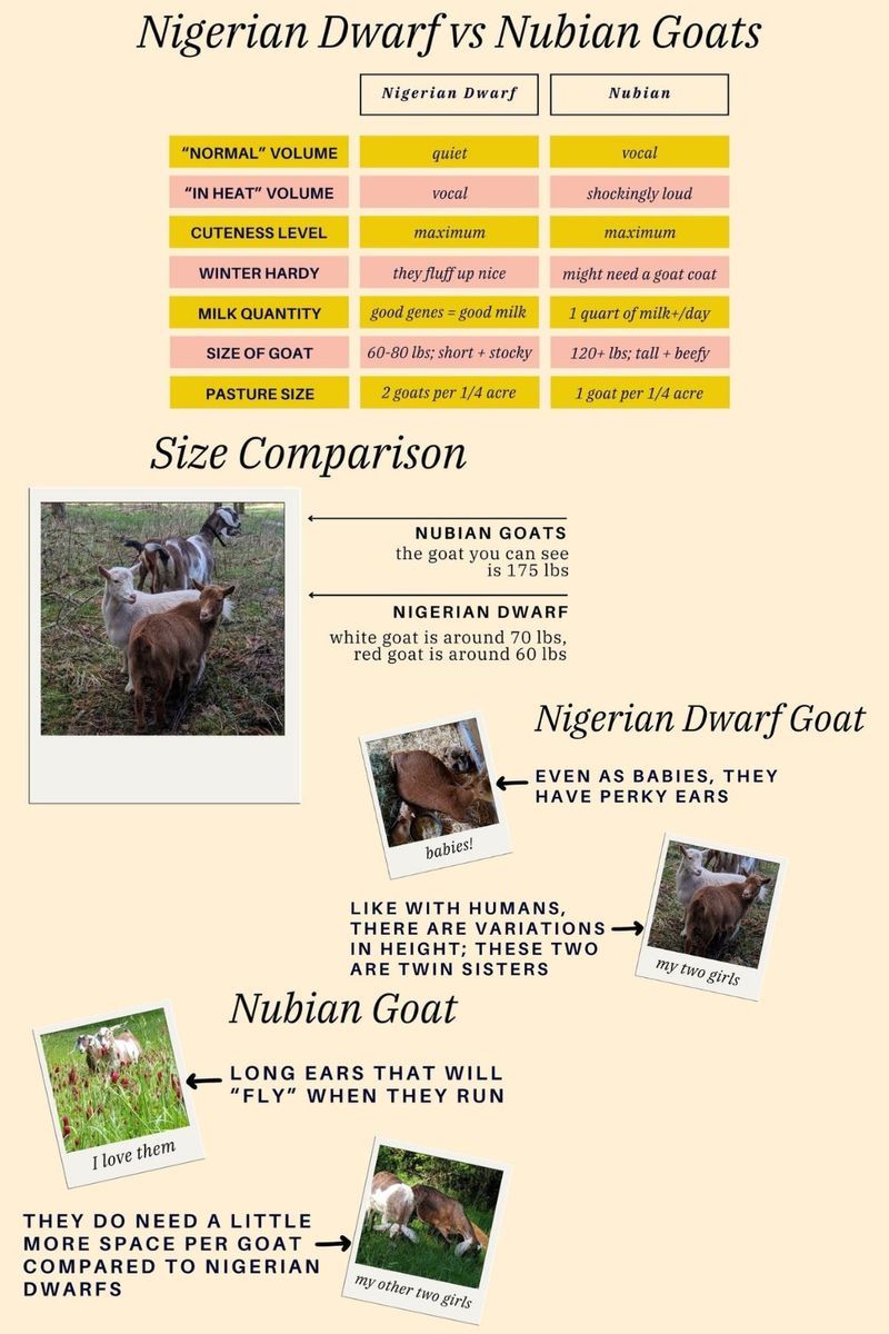 I Raise Goats: Here’s the difference between Nigerian Dwarfs and Nubian ...