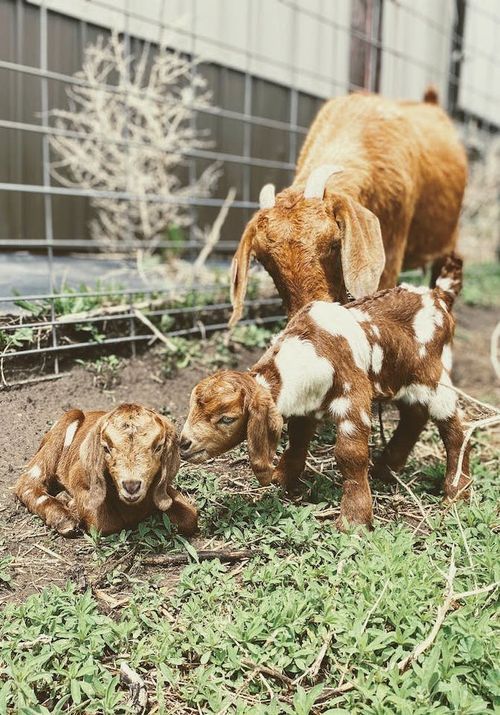 Top 100 Goat Names for Your Herd: Unique Name Ideas for Does, Bucks ...