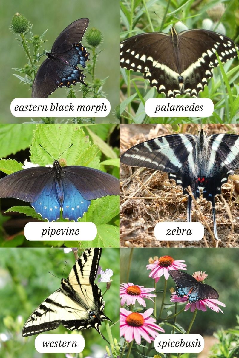 A Visual Guide to Swallowtail Butterflies: Tips for Identification