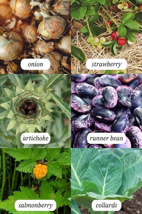 Perennial Power: Grow Sustainable Garden with Our Extensive Crop Database