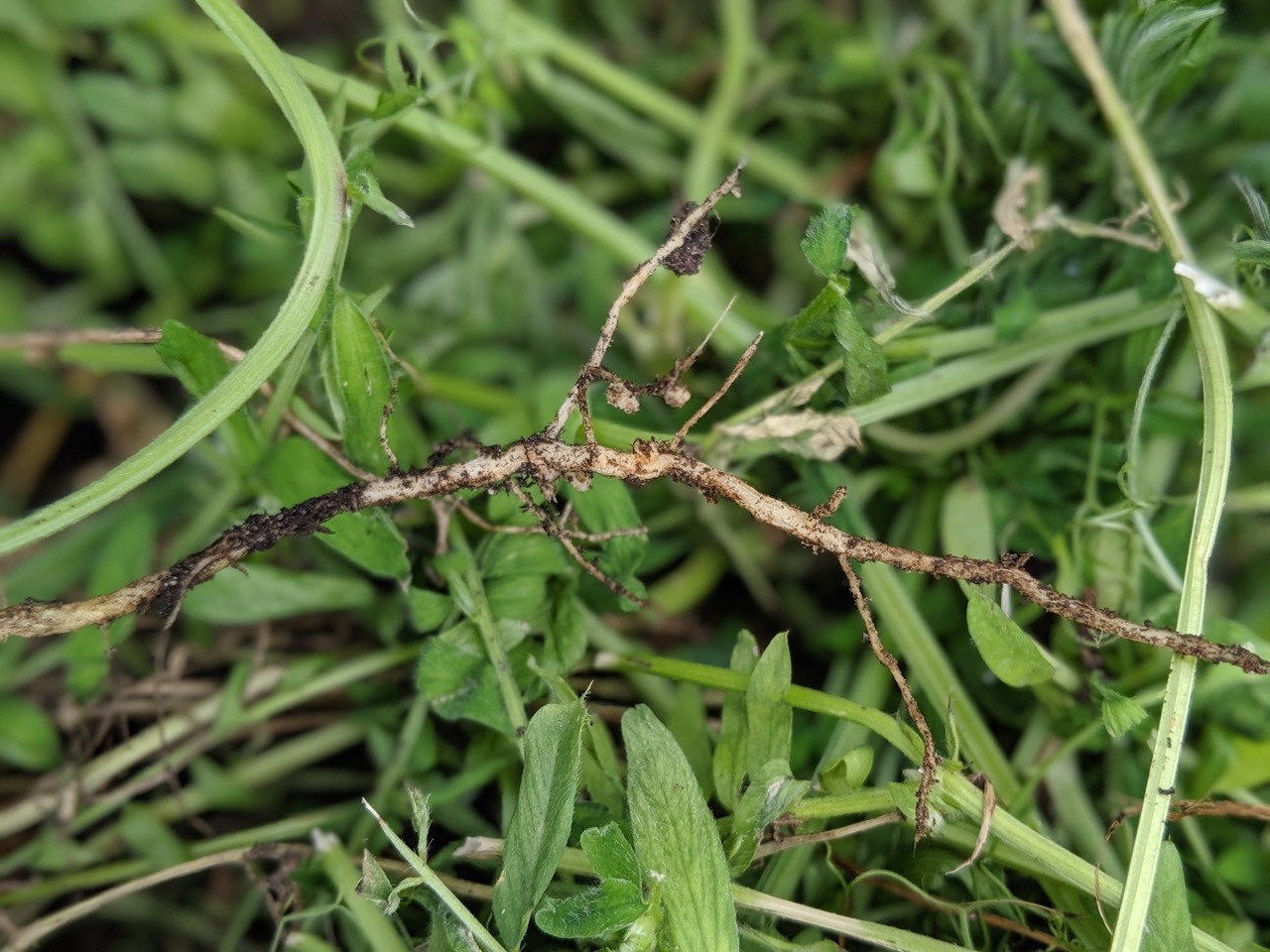 The Remarkable Science and Eco-Friendly Benefits of Hairy Vetch Cover Crop