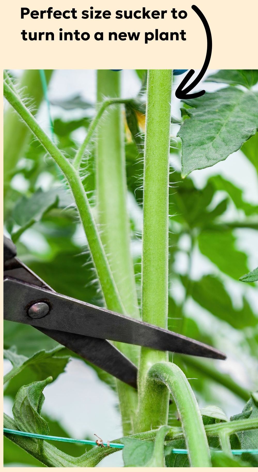 My 10 Day Plan for Tomato Propagation from Cuttings: Tips for Success