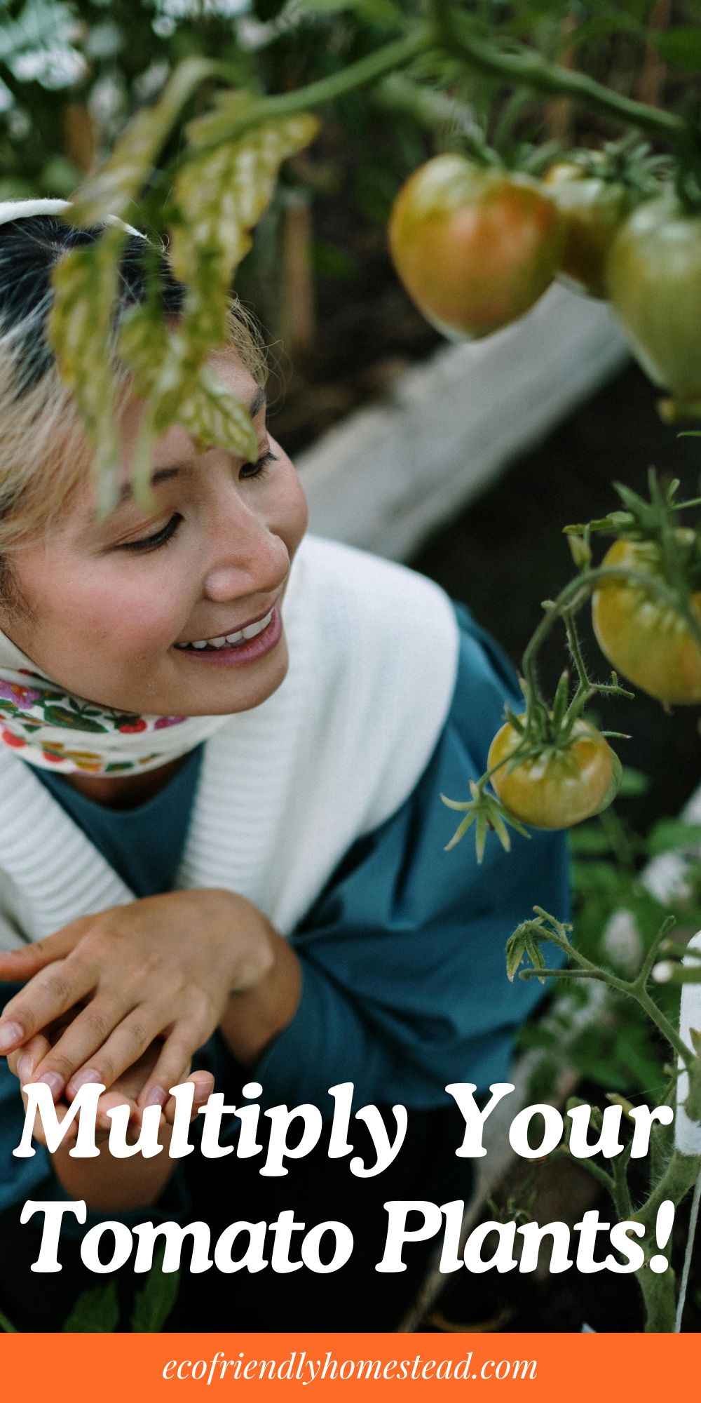 My 10 Day Plan for Tomato Propagation from Cuttings: Tips for Success