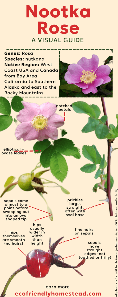 Nootka Rose Identification Made Easy: A PNW Nature Guide
