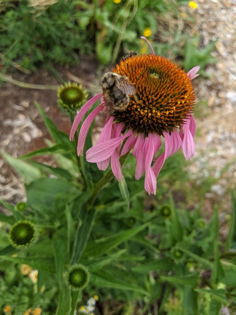 My Step-by-Step Guide to Growing Purple Coneflower from Seed ...