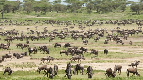 Ndutu - The Wanderer Tanzania