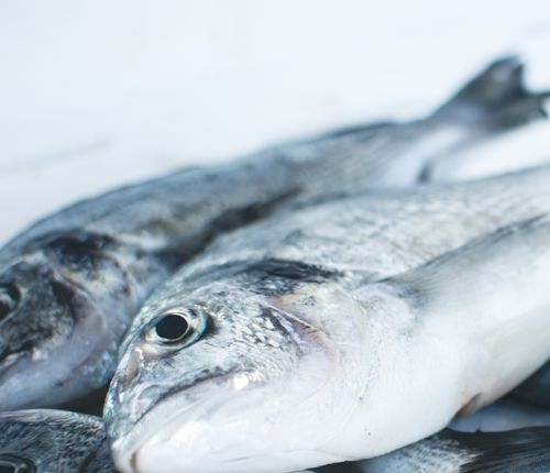 Ice Fish - Superior Fish Products from Iceland's Pure Waters for ...