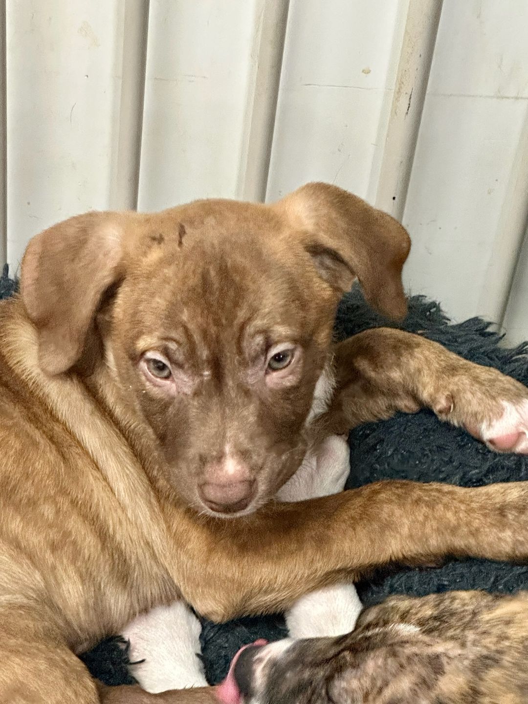 Adopt An Animal | Battlefords Humane Society | SK