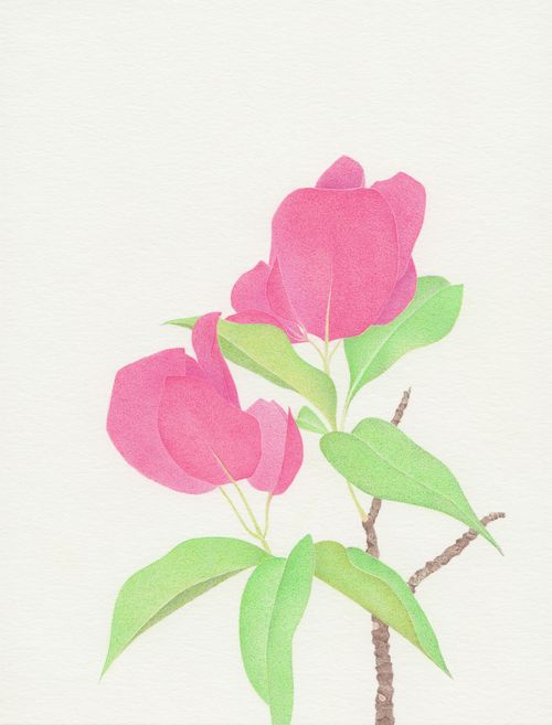 THILO WESTERMANN – Bougainvillea