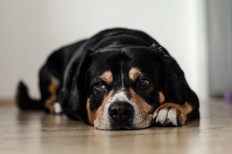 A Goodbye Message to My Dog · Compose