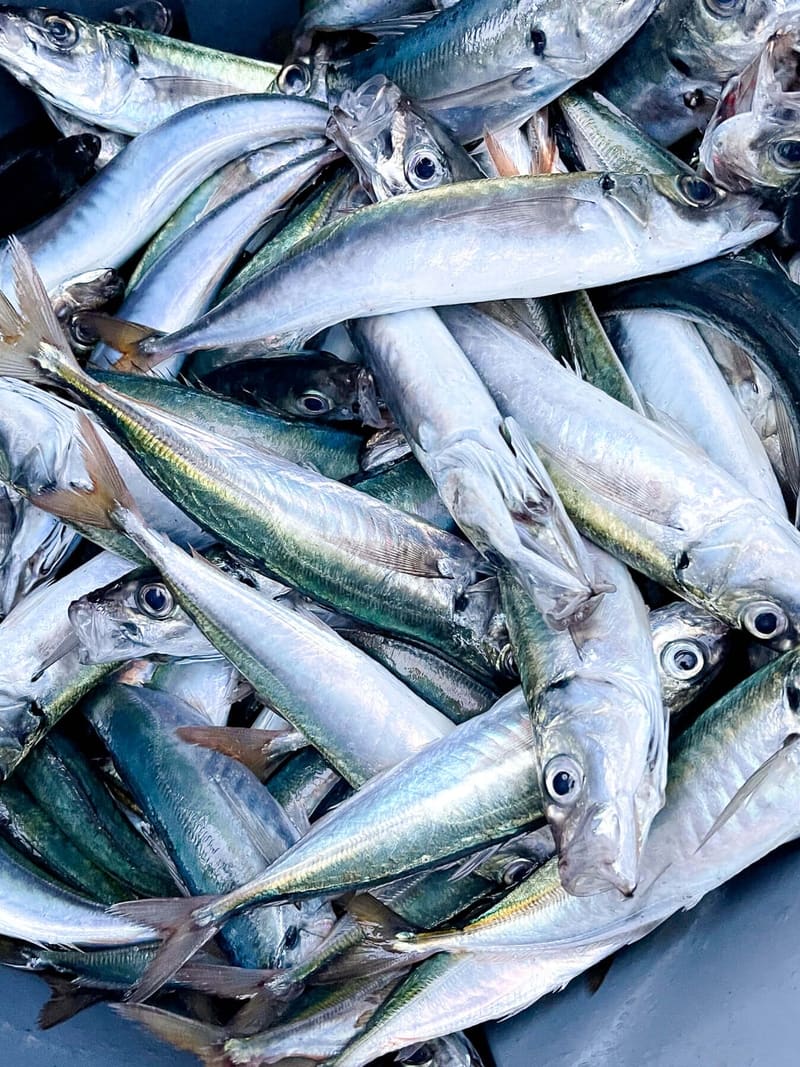 Home | H&H Fresh Fish | Santa Cruz, CA