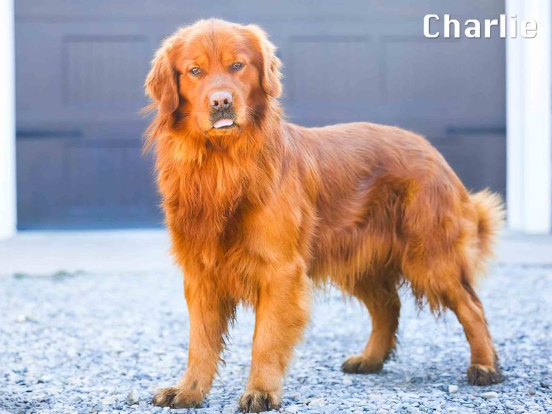 Buckeye Golden Retrievers | English, Dark Red, Golden Retriever Puppies ...