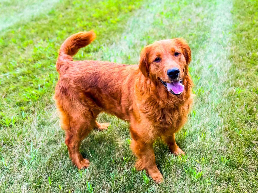 Buckeye Golden Retrievers | English, Dark Red, Golden Retriever Puppies ...