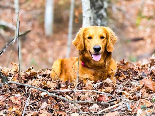 Buckeye Golden Retrievers | English, Dark Red, Golden Retriever Puppies ...