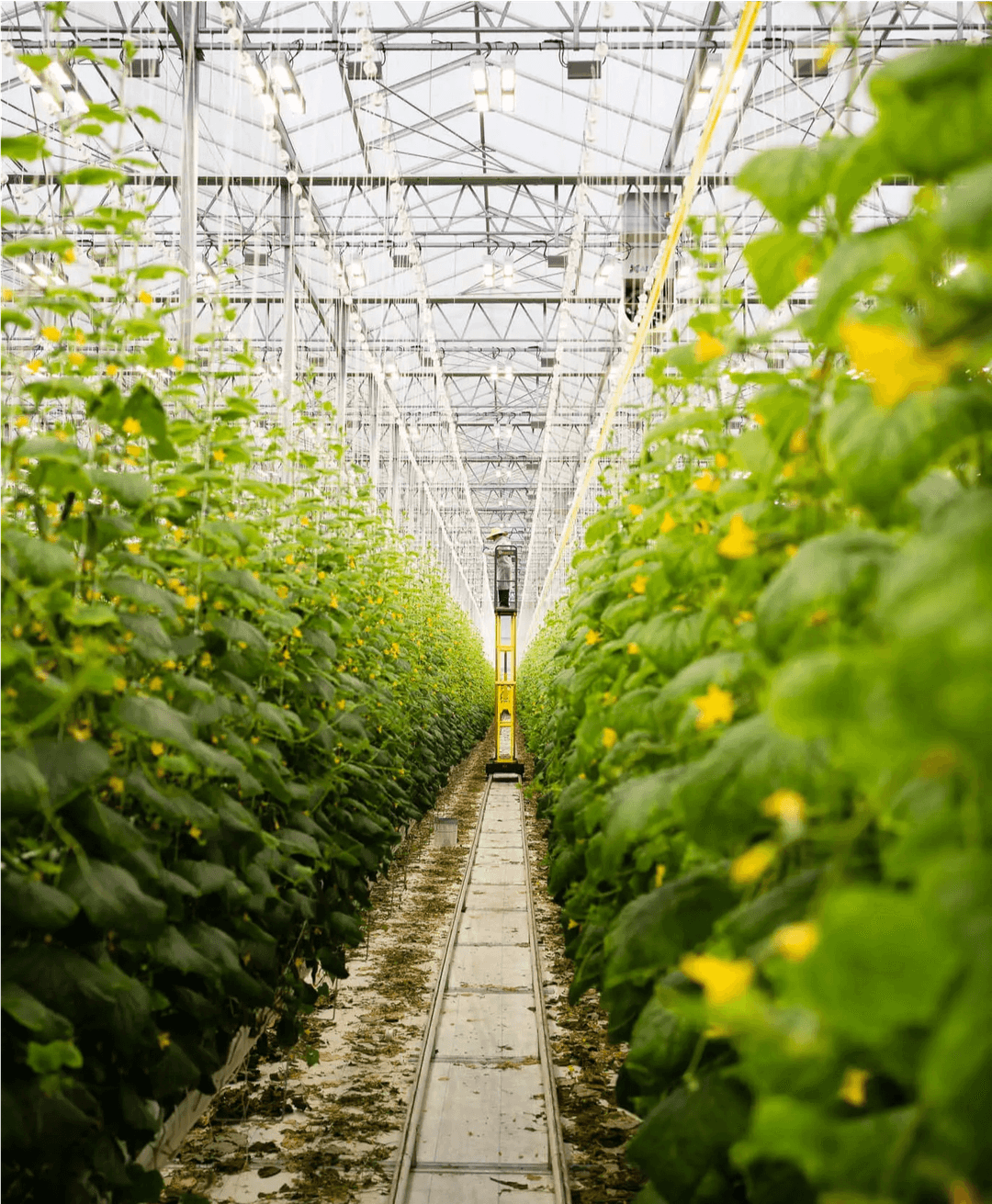 Understanding horticulture lighting metrics: PAR, PPF, PPFD and more ...