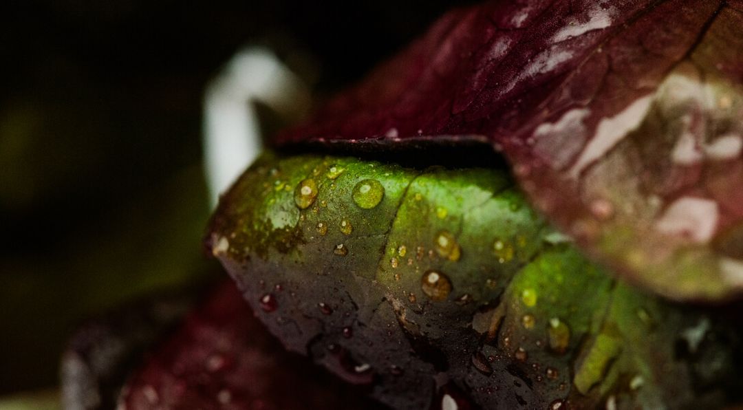 Sensei Farms | Ontario Farm