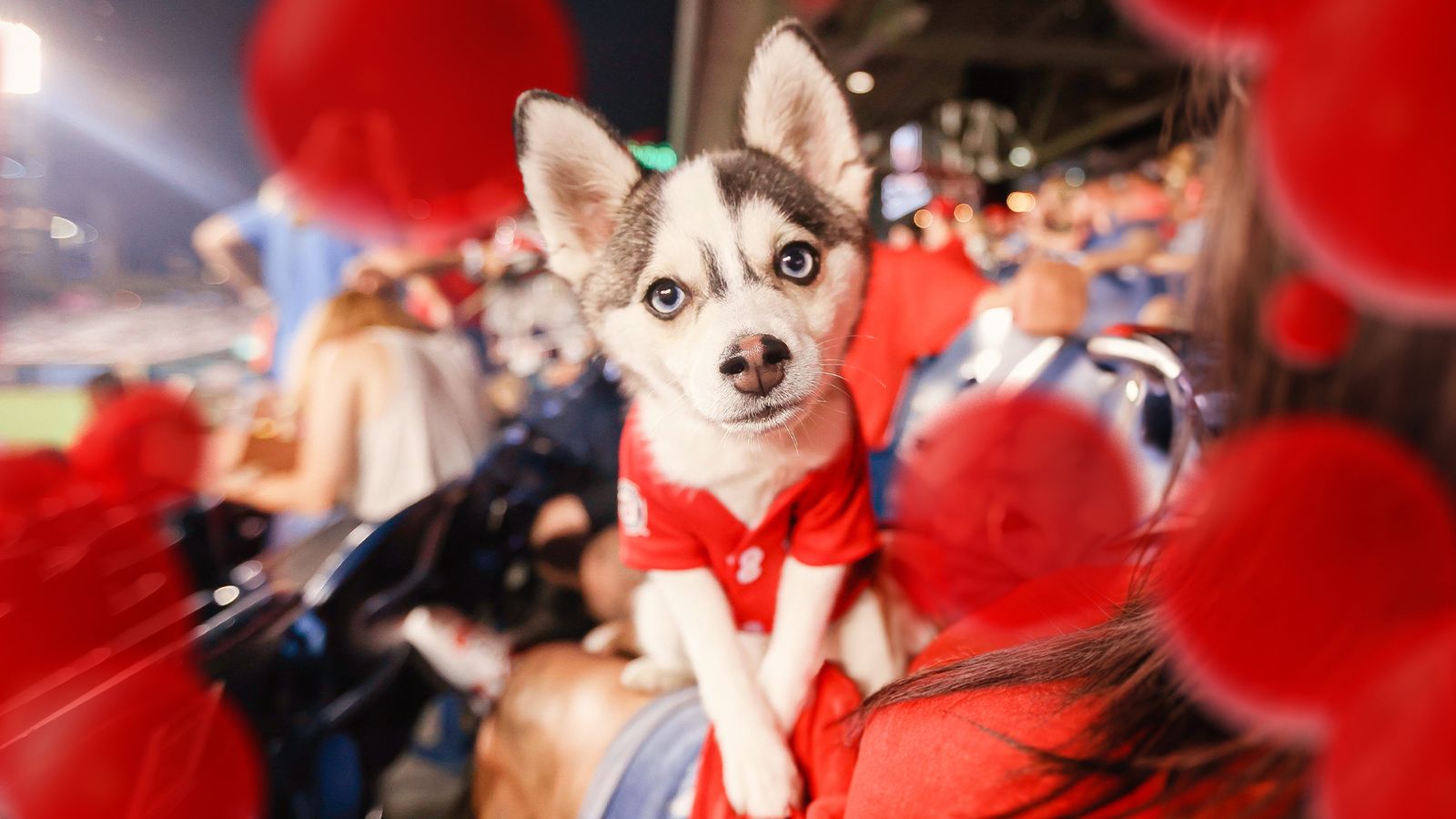 Selling Tickets to Dogs: The Secrets Behind the Nationals’ “Pups in the ...