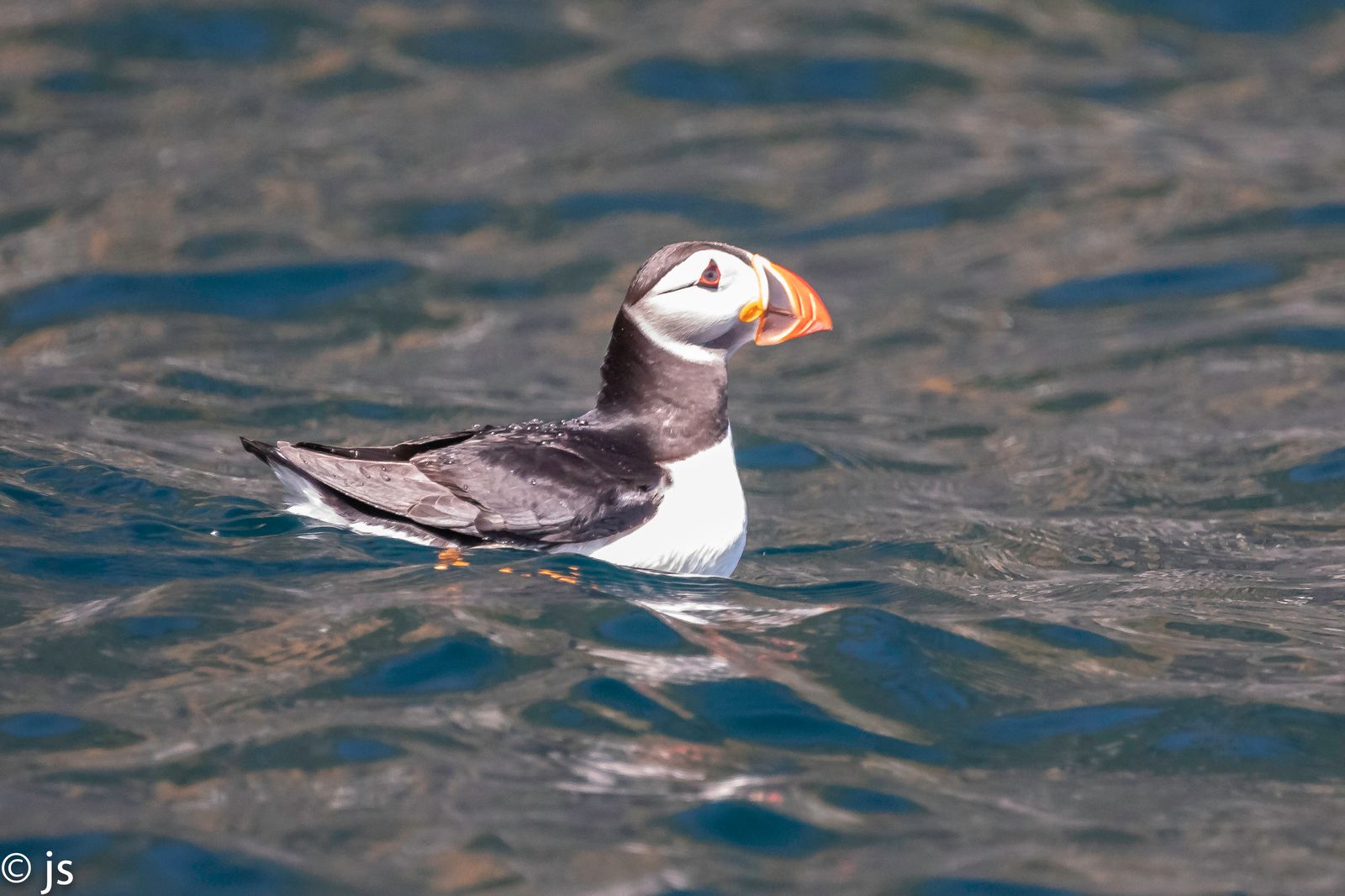 Discover Marine Wonders on Dingle's Sea Life Boat Tour to Blasket Islands