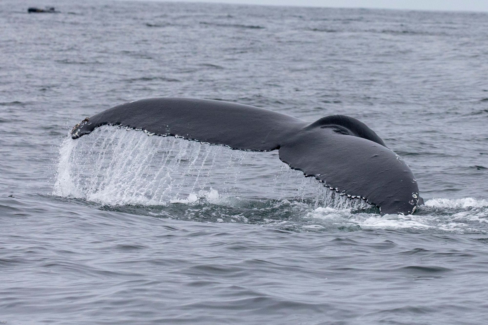 Dingle's Marine Wonders Await - Afternoon Sealife Adventure