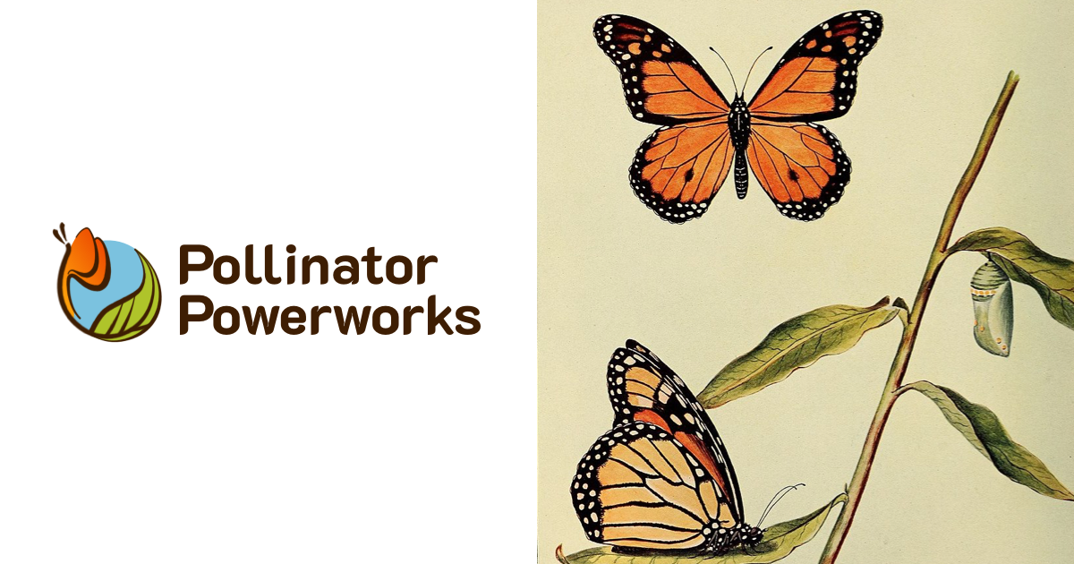 Pollinator PowerWorks ~ Greater Newburyport