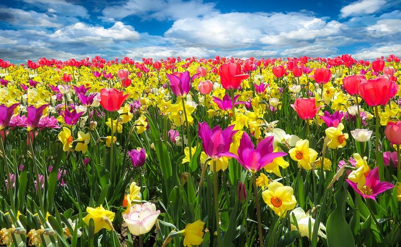 Guide to Spring's Most Spectacular Blooms Around the World - GigSky