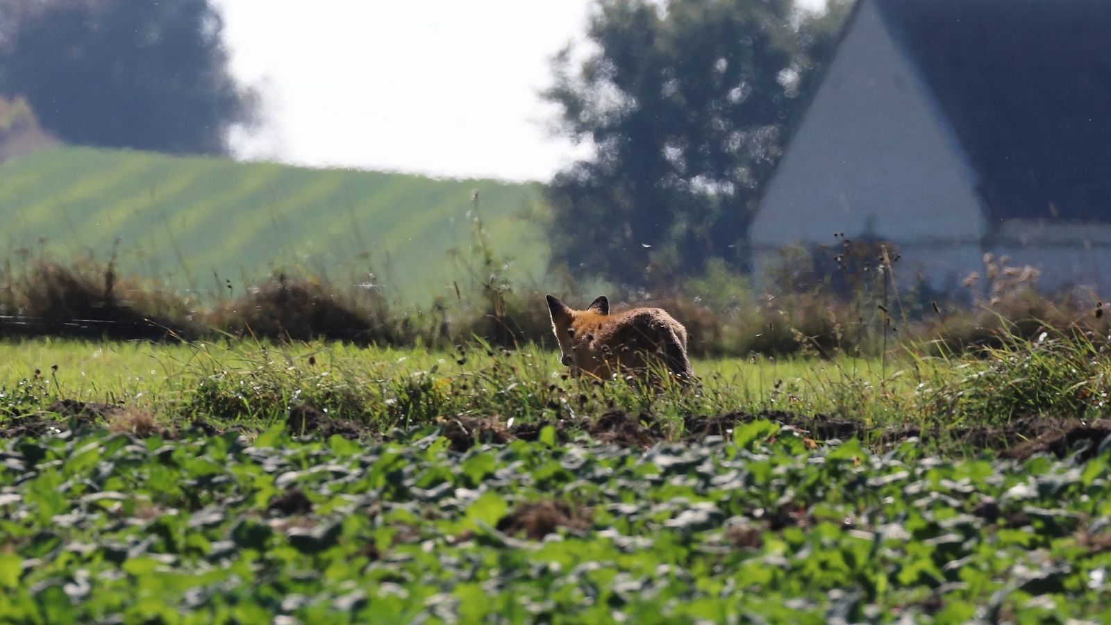 The Fox Investment Letter Q4 2024