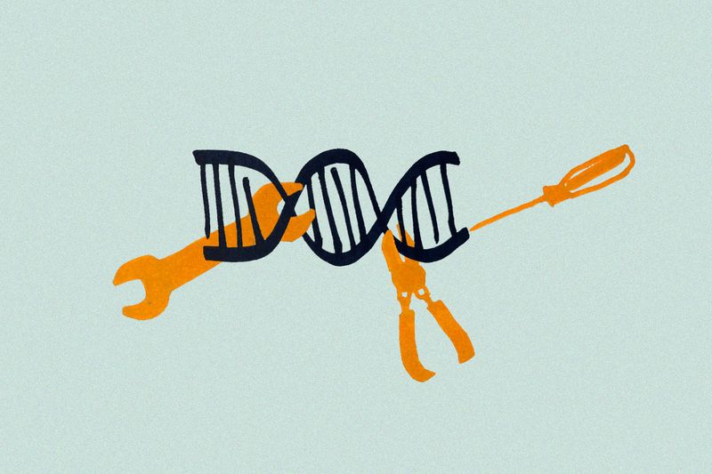 DNA Modification: Processes, Significance, & Implications