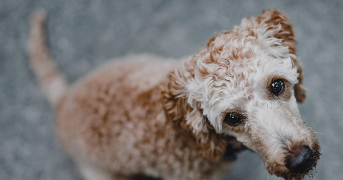 Pets Available for Adoption in Tyler, Texas